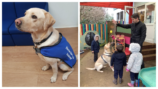 Pawfect! Golden Labrador Dennis is a new companion for pupils at ...